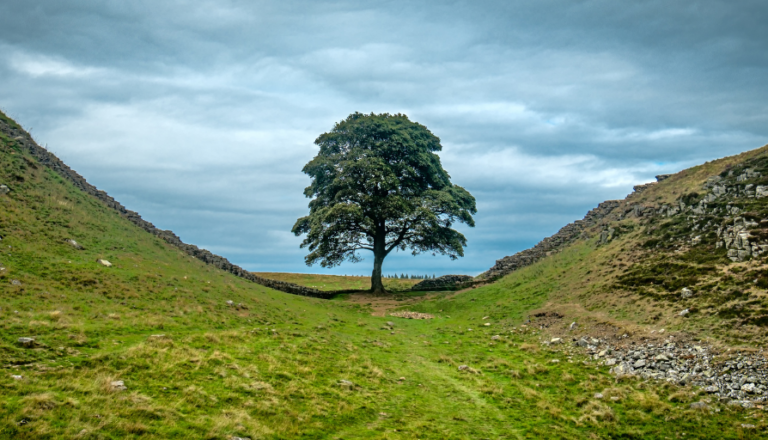 Hospice to receive sapling from famous Sycamore Gap tree - Marketing Derby