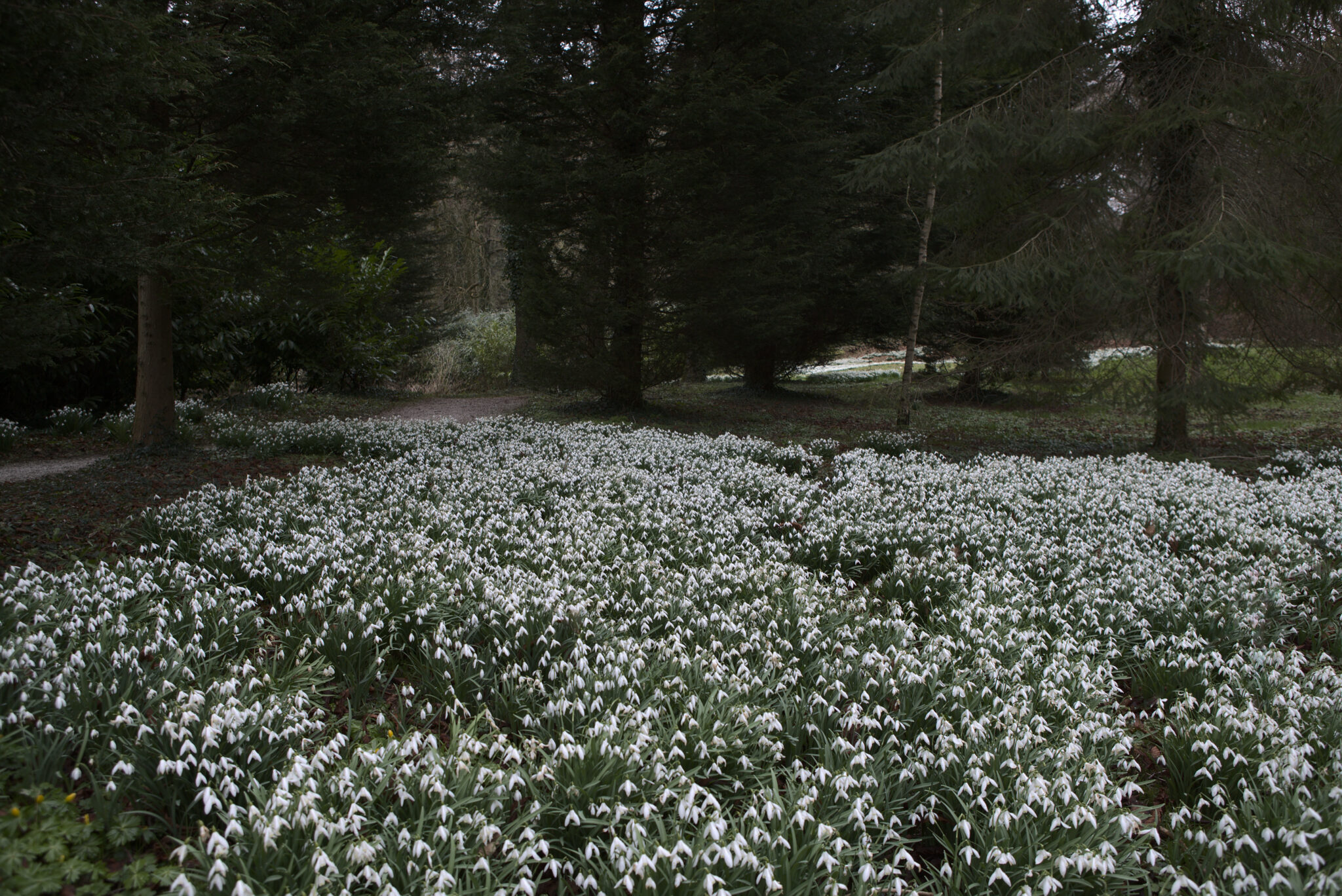 Historic hall to open to public for snowdrop walk - Marketing Derby